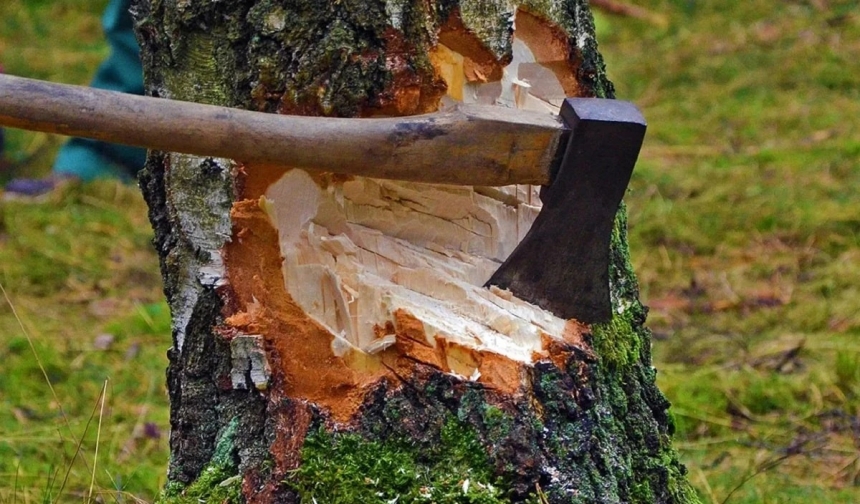 На Хмельниччині незаконно вирубали 86 акацій збитки понад чверть мільйона Незалежний